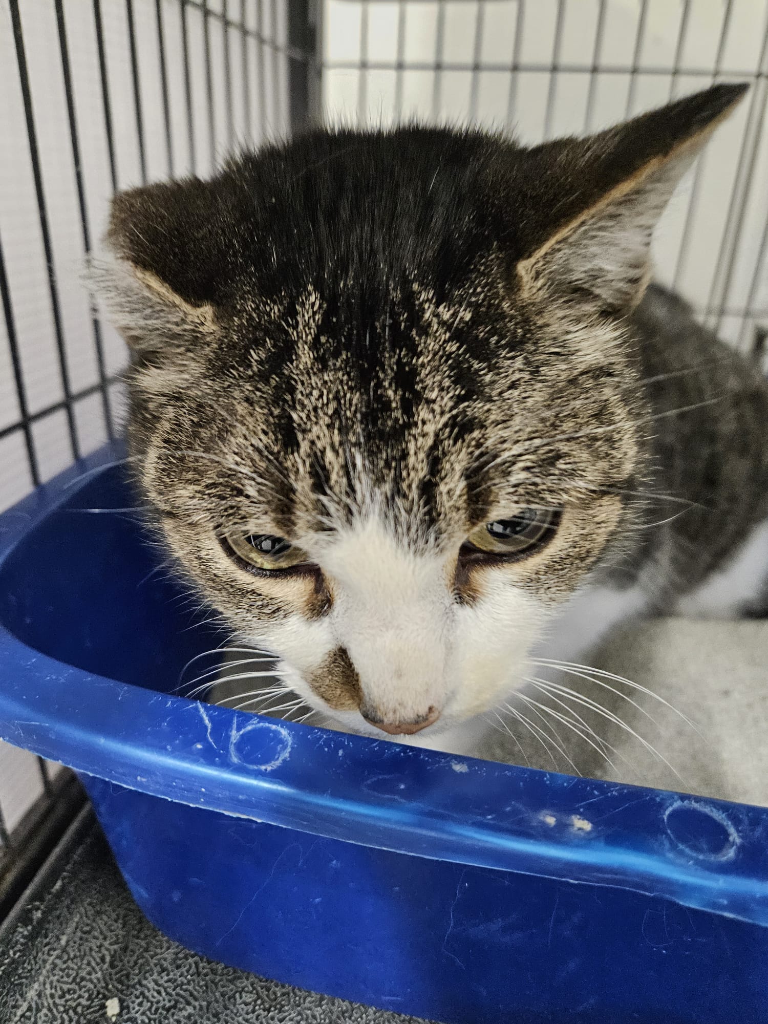 Cats | City of Portage la Prairie