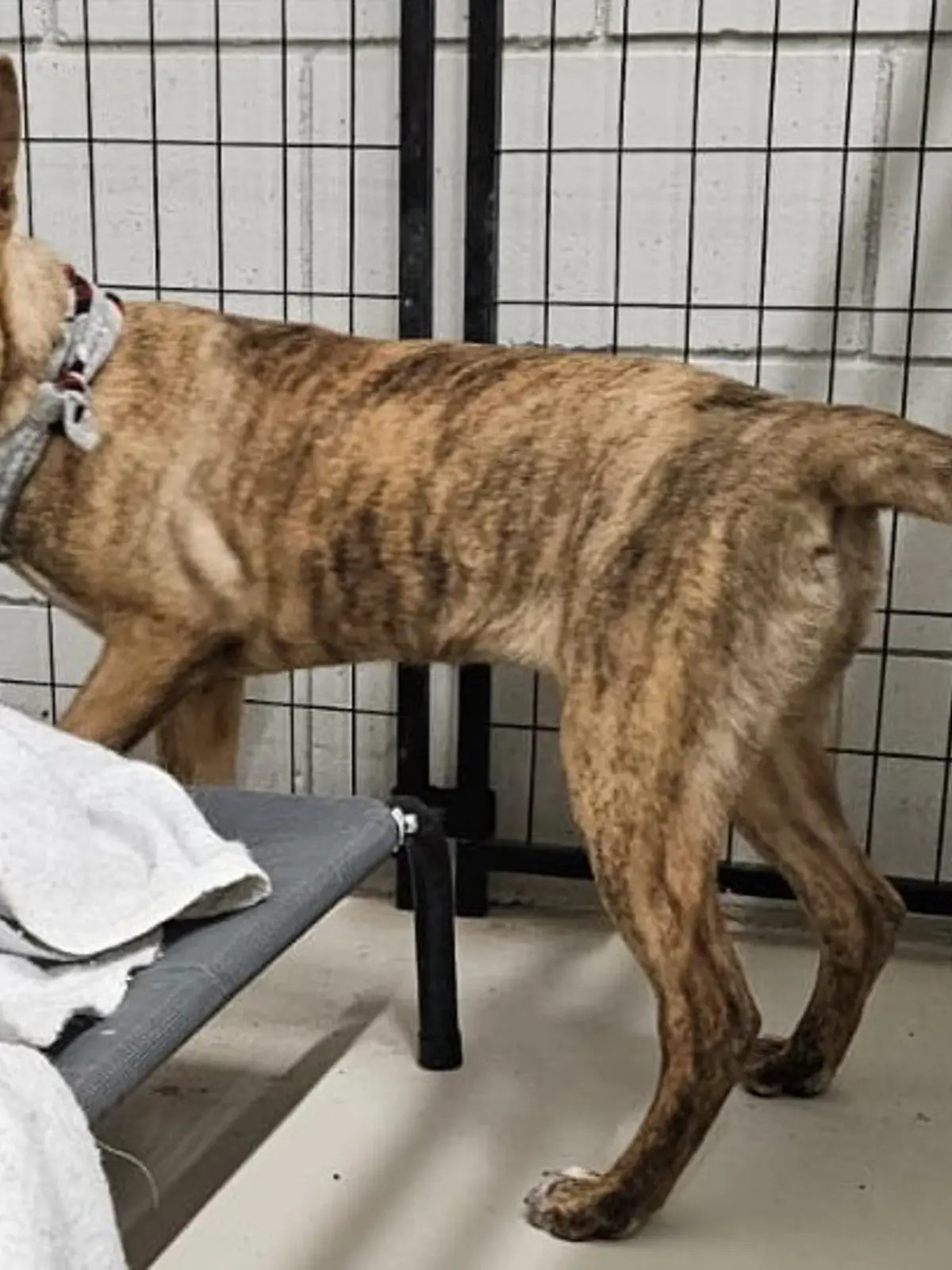 Dogs | City of Portage la Prairie