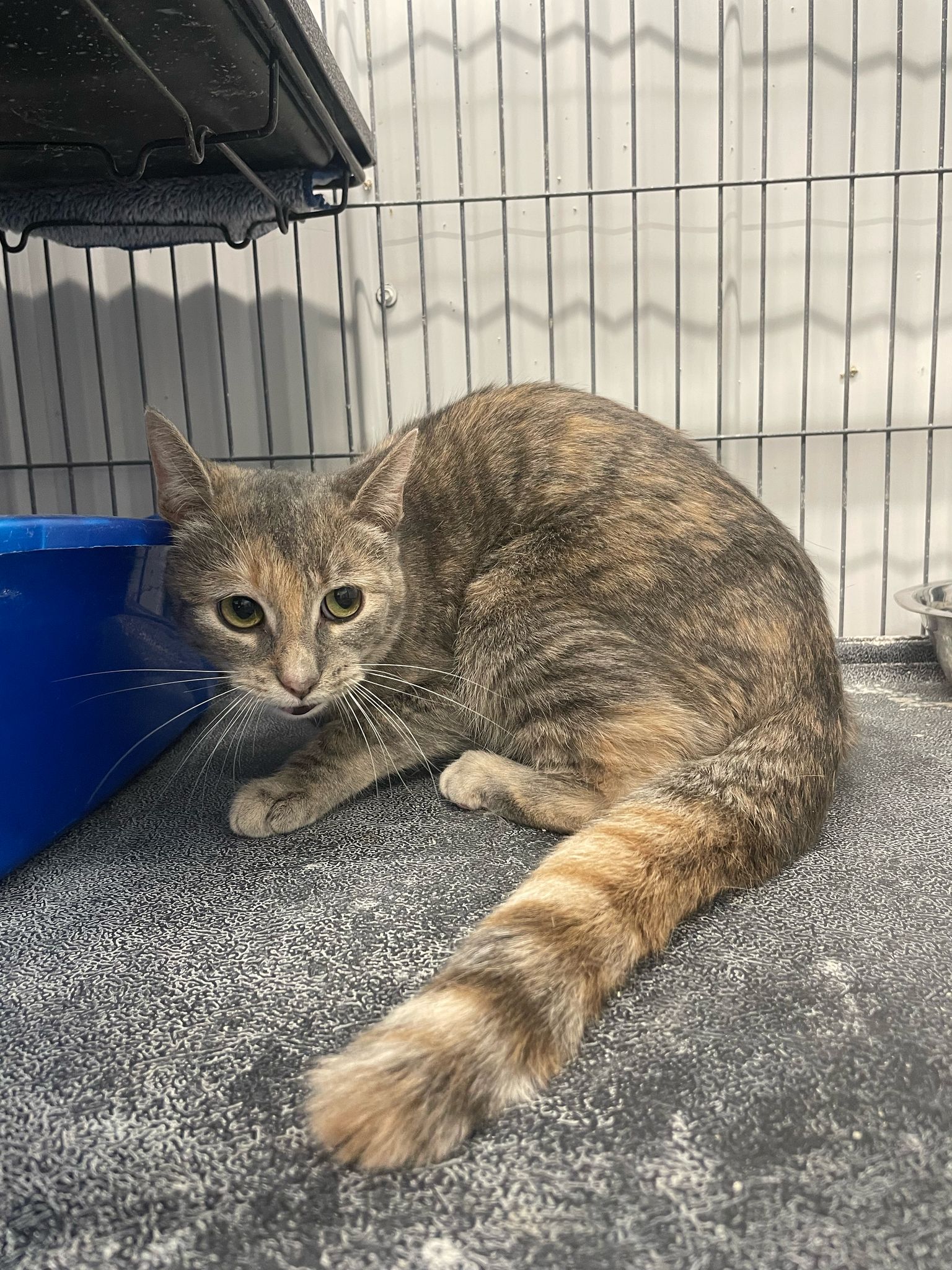 Cats | City of Portage la Prairie