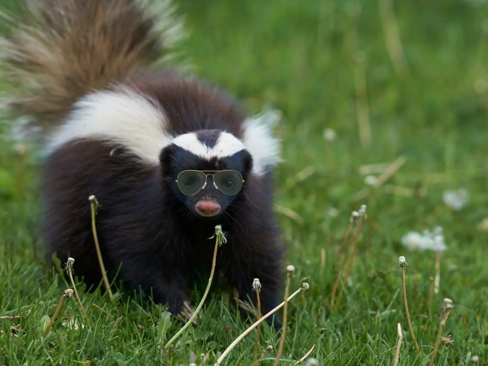 Animal Services | City of Portage la Prairie