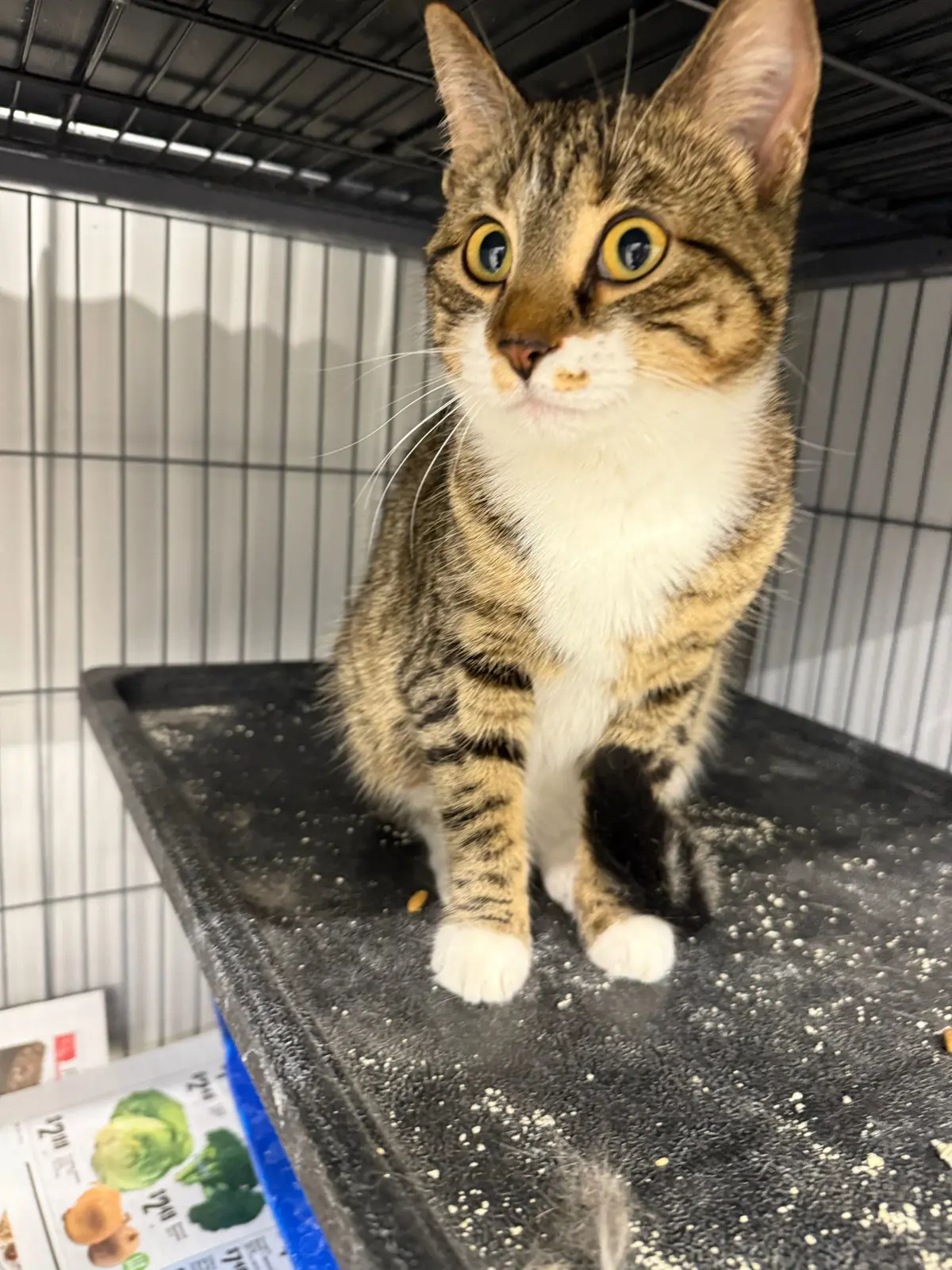 Cats | City of Portage la Prairie